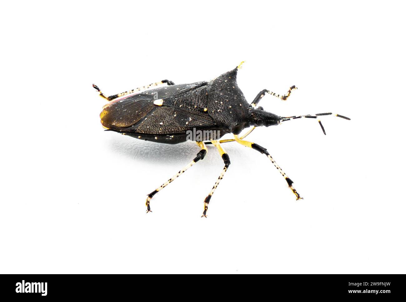 black stink bug - Proxys punctulatus - isolated on white background ...