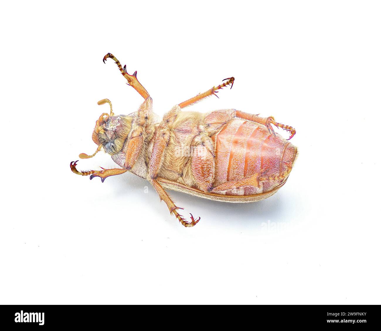 Lined or striped June beetle - Polyphylla occidentalis - isolated on ...
