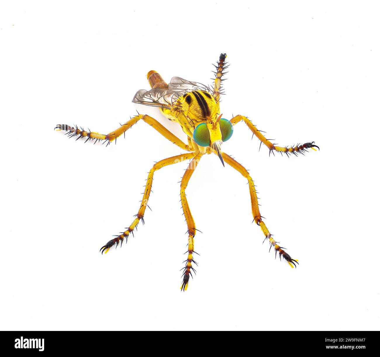 hanging thief robber fly or robberfly - Diogmites esuriens - isolated ...