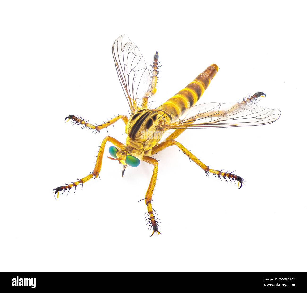 hanging thief robber fly or robberfly - Diogmites esuriens - isolated ...