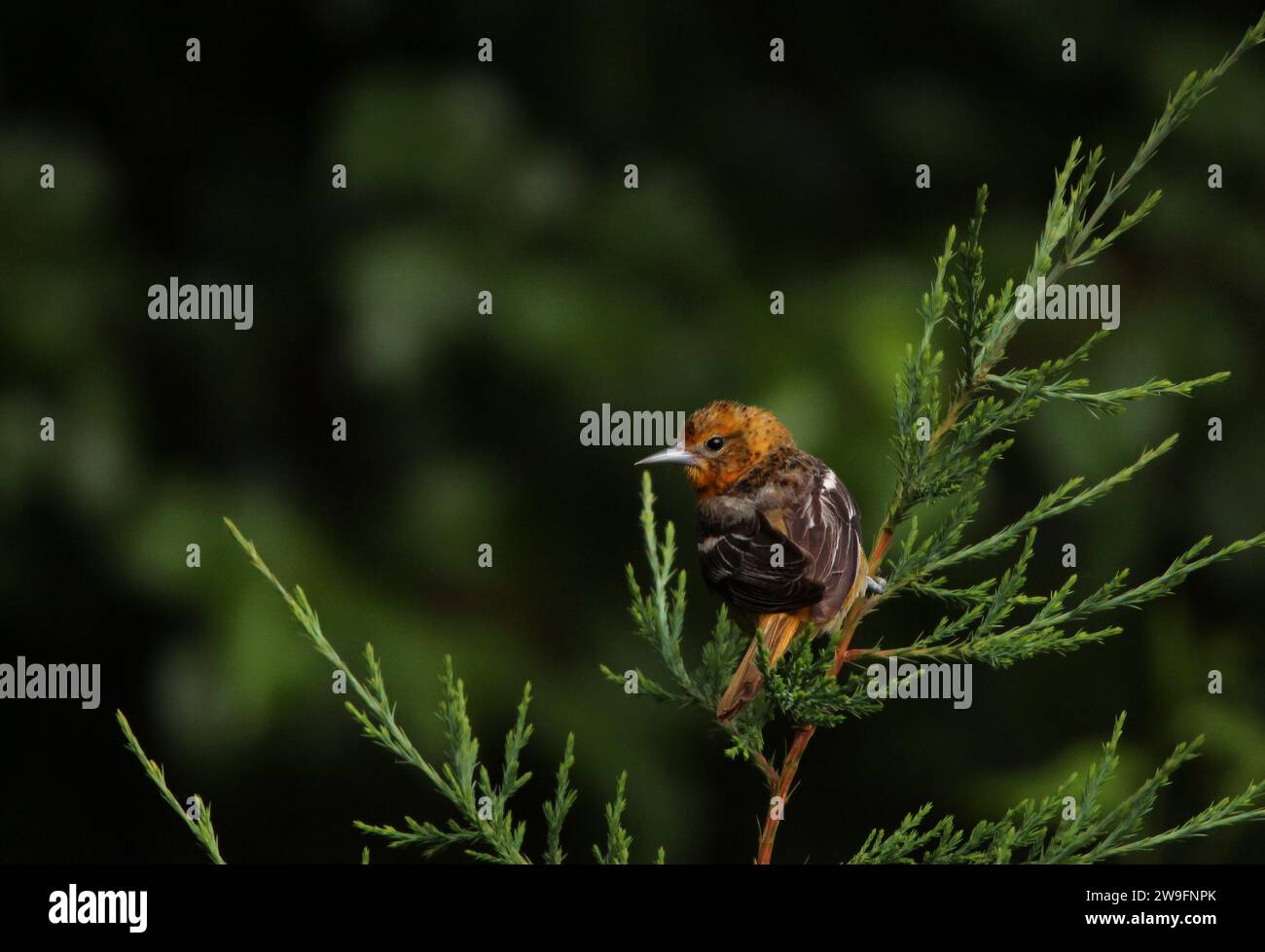 Female baltimore oriole bird hi-res stock photography and images - Alamy