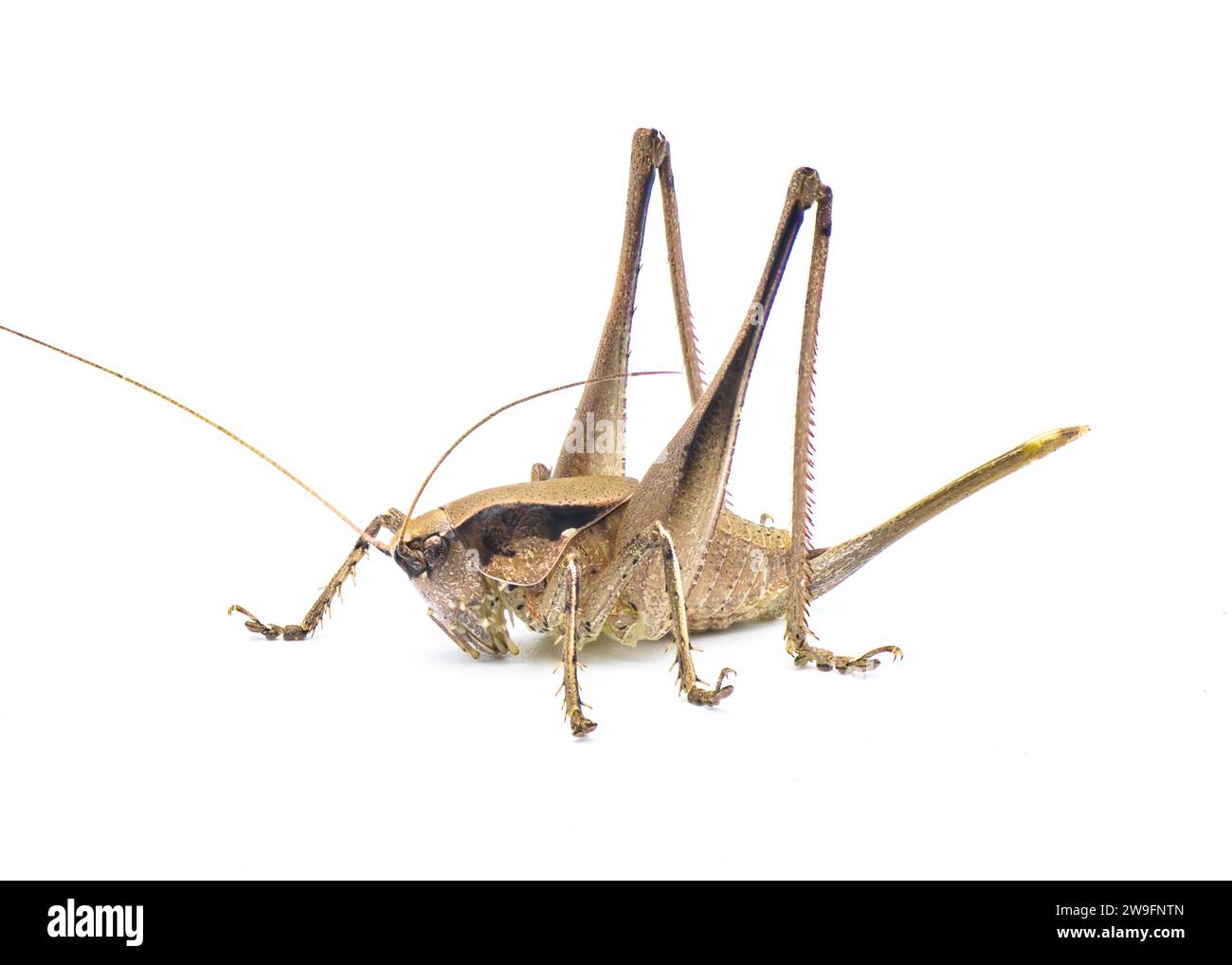 Large female brown katydid. Robust shieldback or shield bearer ...