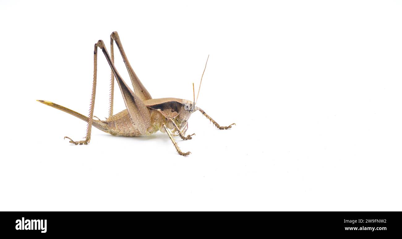 Large female brown katydid. Robust shieldback or shield bearer ...