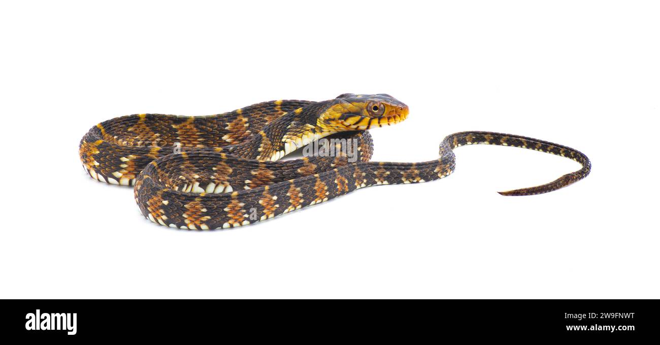 harmless non venomous Florida watersnake or banded water snake ...