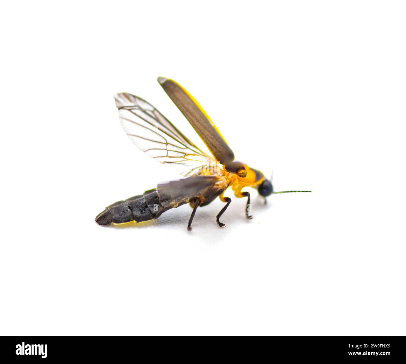 Photinus collustrans - a firefly or fire fly, lightning bug, glowworm ...