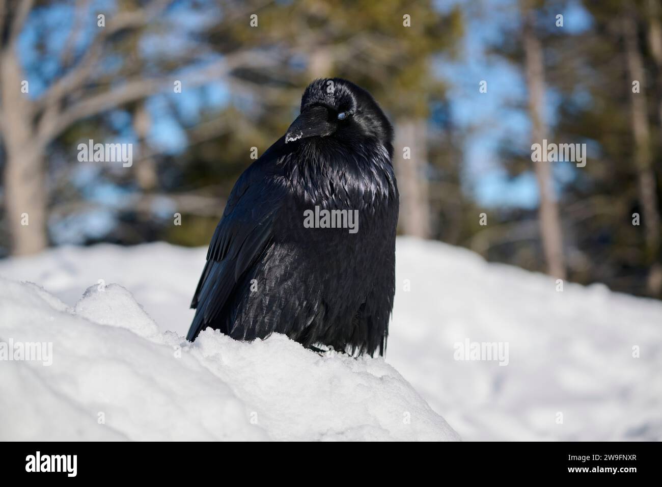 Raven snow hi-res stock photography and images - Alamy
