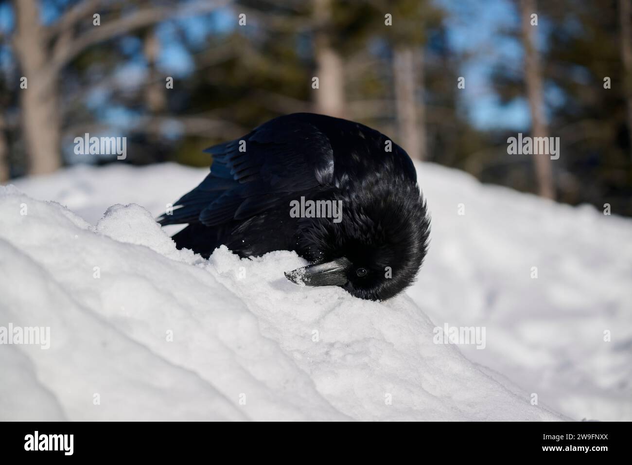 Raven snow hi-res stock photography and images - Alamy