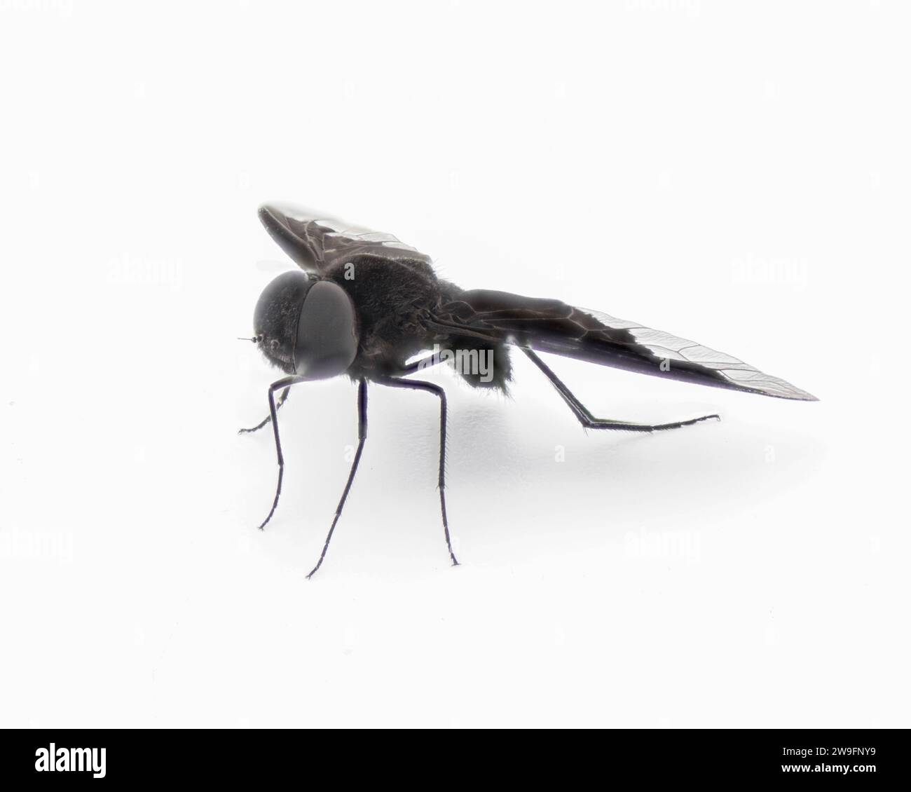 Parasitic bee mimic hi-res stock photography and images - Alamy