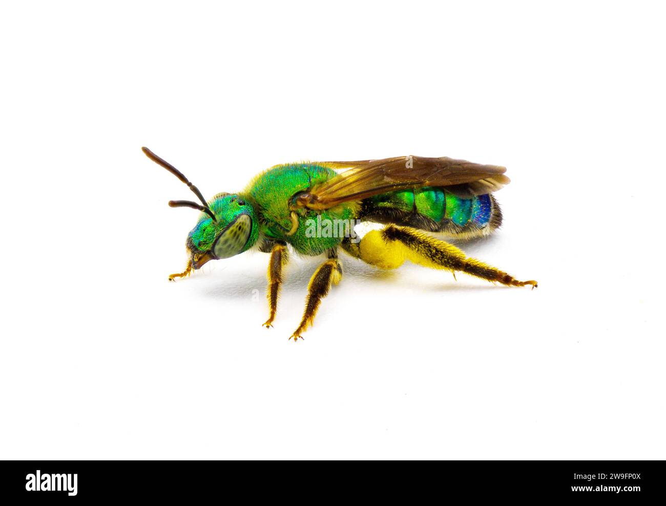 Agapostemon splendens - brown winged striped metallic green sweat bee ...