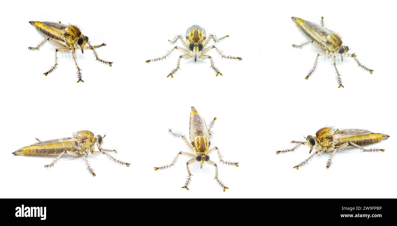 large robber fly or robberfly fresh from pupa eclosion teneral stage of ...