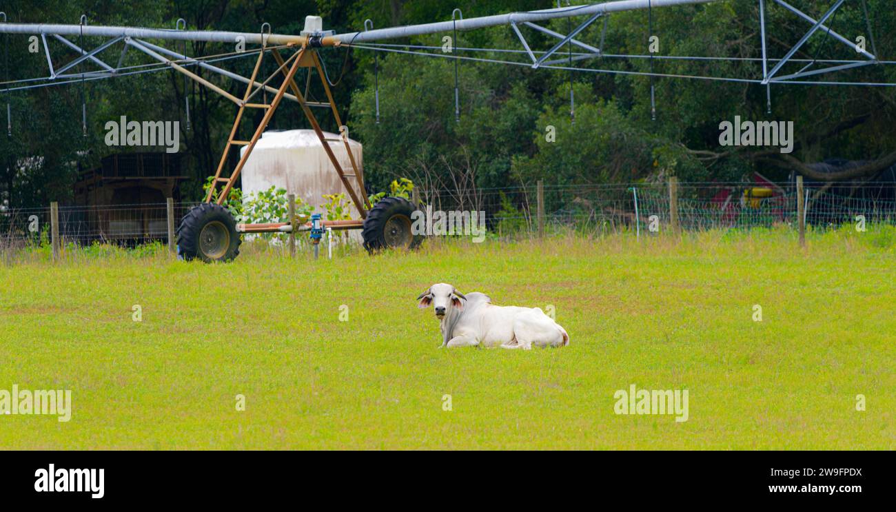Large male free range Zebu cattle - Bos taurus indicus - Relaxed and ...