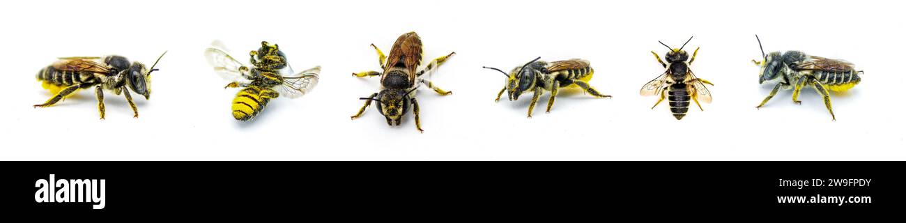 Flat tailed Leaf cutter Bee - Megachile mendica - also called ...