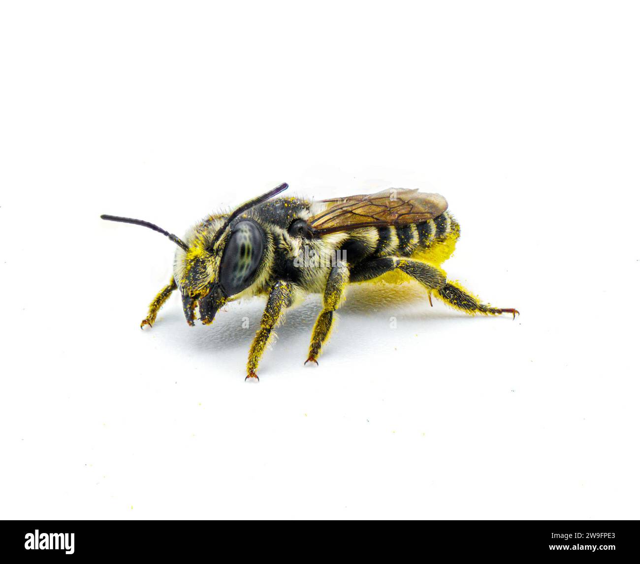 Flat tailed Leaf cutter Bee - Megachile mendica - also called ...
