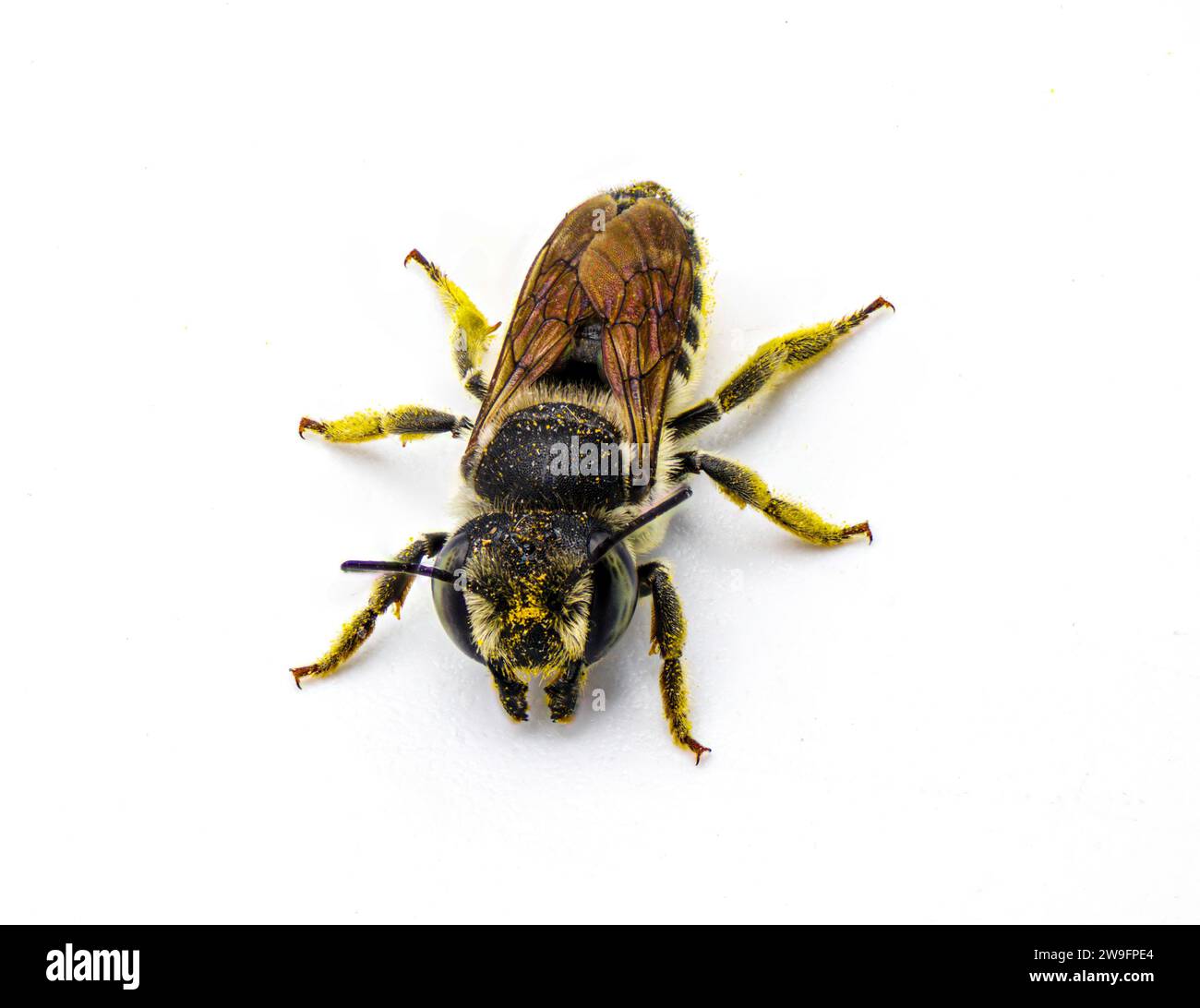 Flat tailed Leaf cutter Bee - Megachile mendica - also called ...