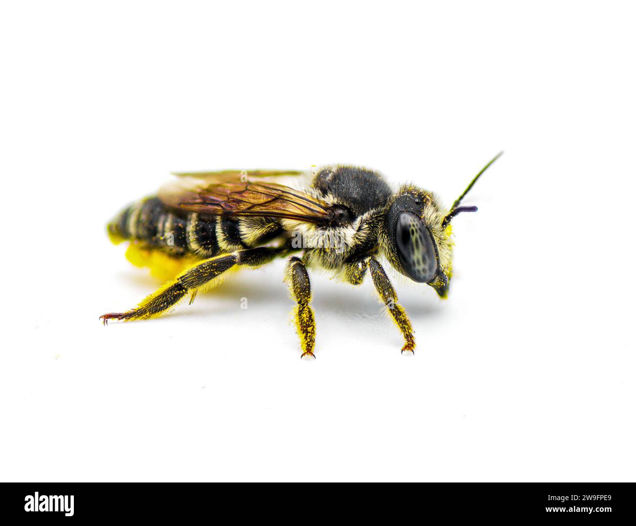 Flat tailed Leaf cutter Bee - Megachile mendica - also called ...
