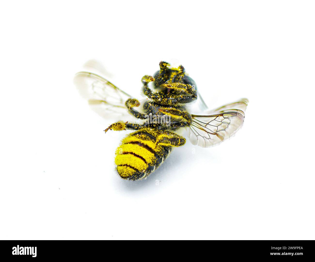 Flat tailed Leaf cutter Bee - Megachile mendica - also called ...