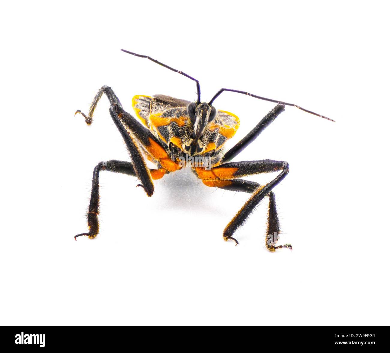 Backyard spring flowers Cut Out Stock Images & Pictures - Alamy