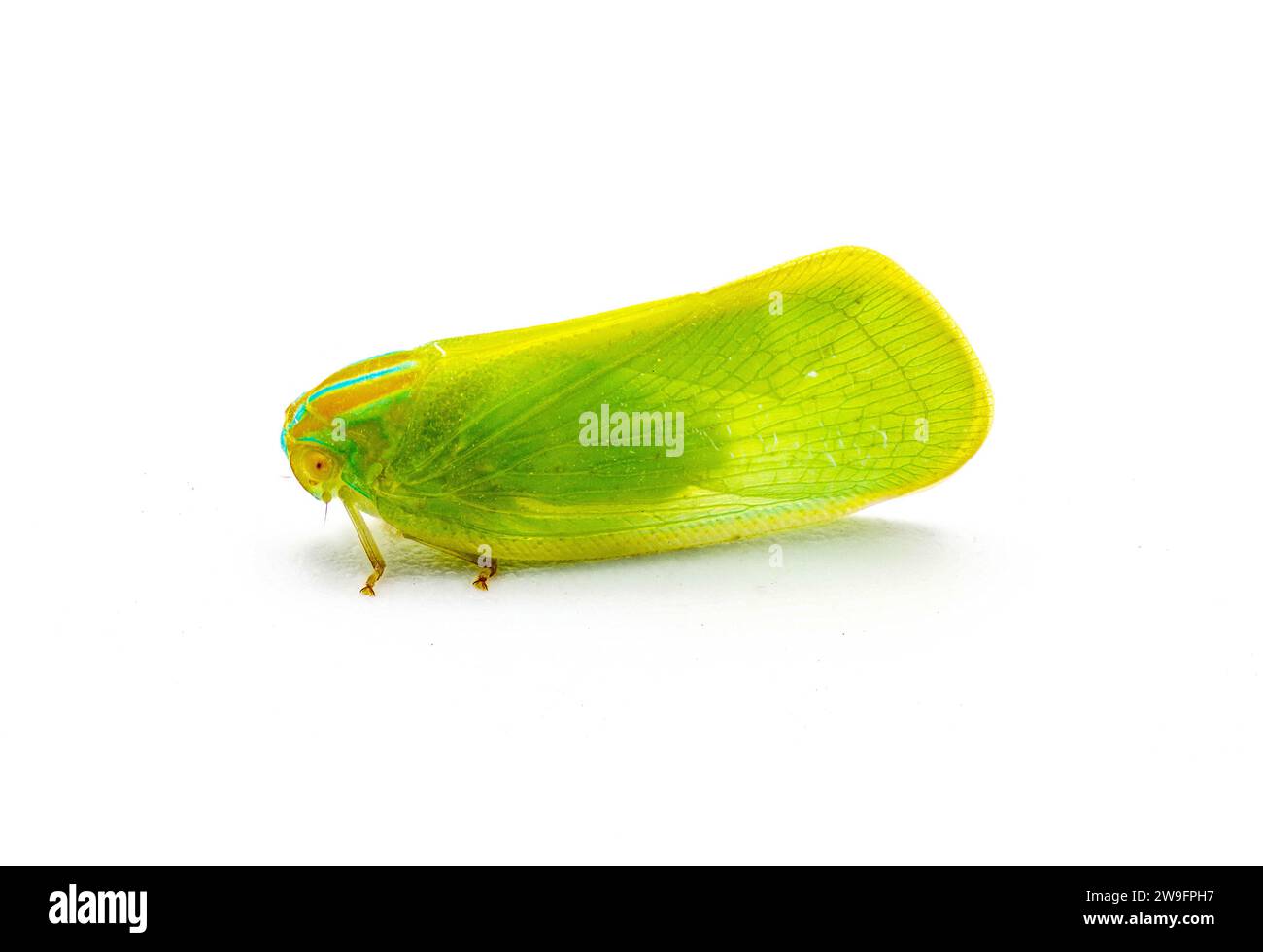 Ormenaria rufifascia - the palm flatid planthopper, a species of flatid ...