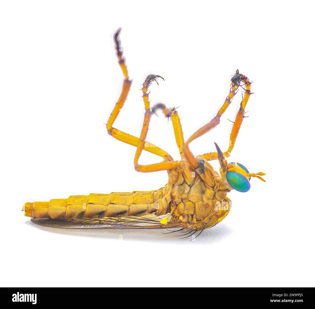 Dead hanging thief robber fly or robberfly - Diogmites esuriens - on ...