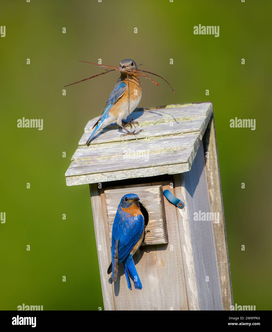 Eastern bluebird - Sialia sialis - adult male and female with pine ...