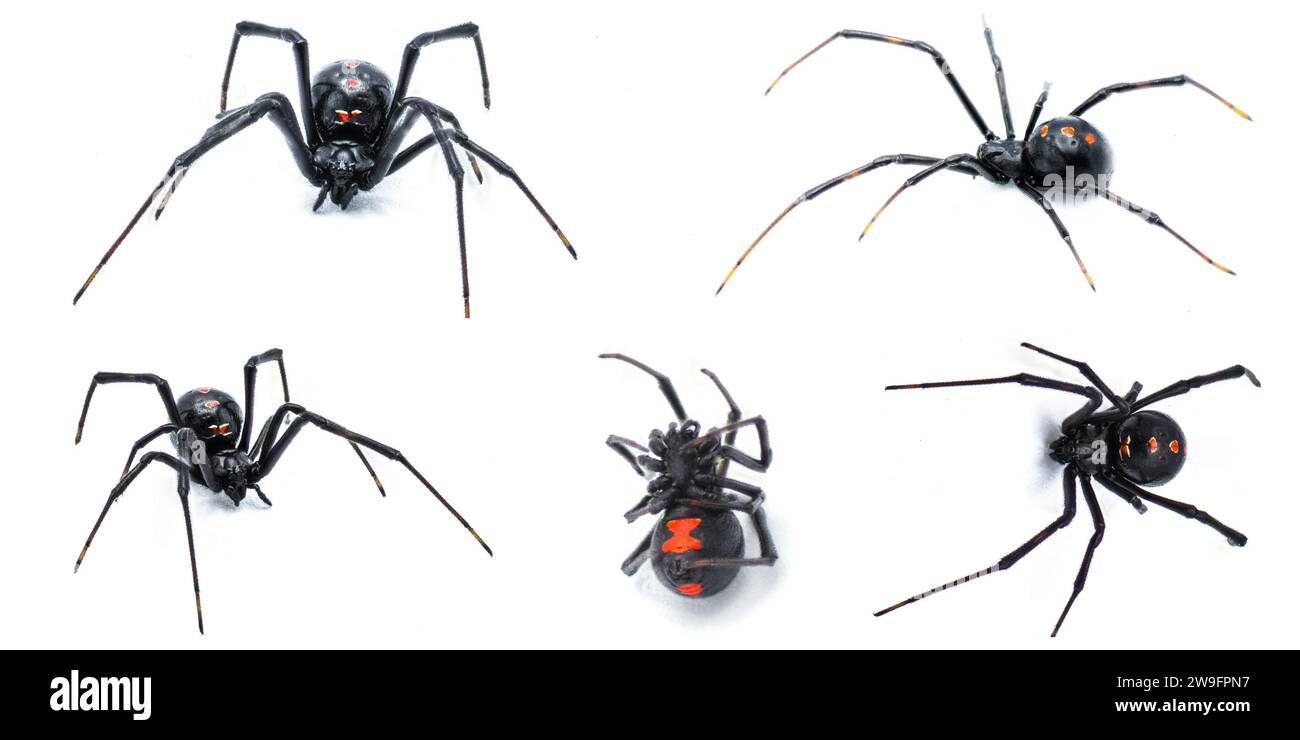 Latrodectus mactans - southern black widow or the shoe button spider ...