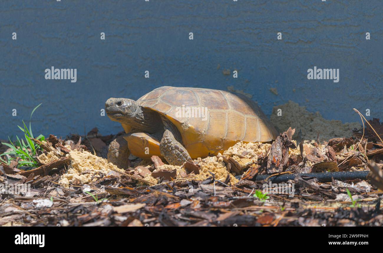 Wild adult female Florida gopher tortoise - Gopherus polyphemus ...