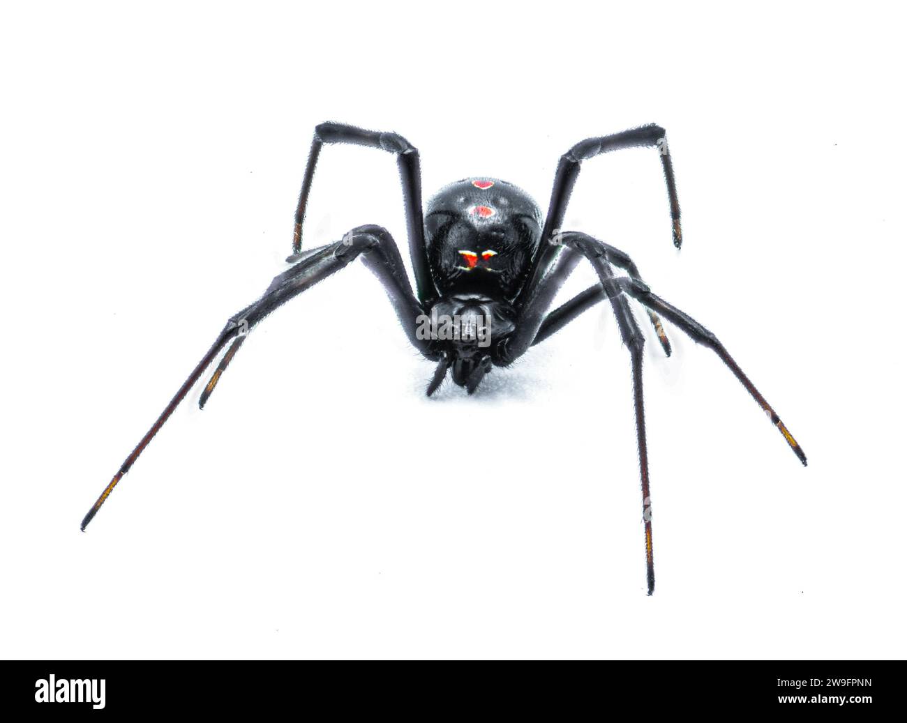 Latrodectus mactans - southern black widow or the shoe button spider, a ...