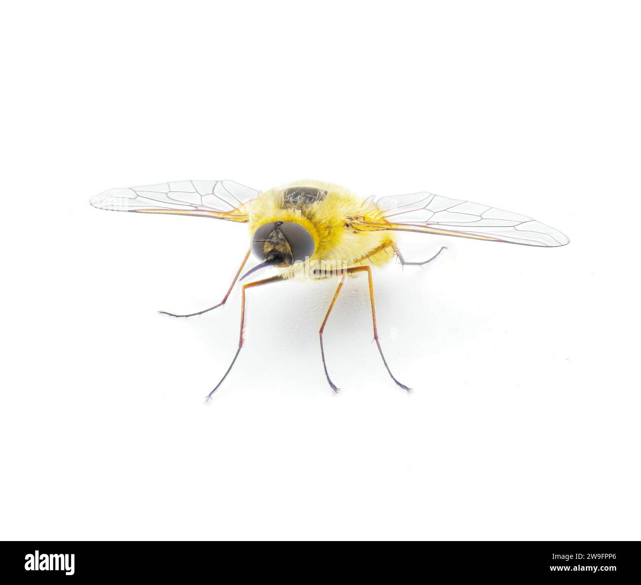 Parasitic bee hi-res stock photography and images - Alamy