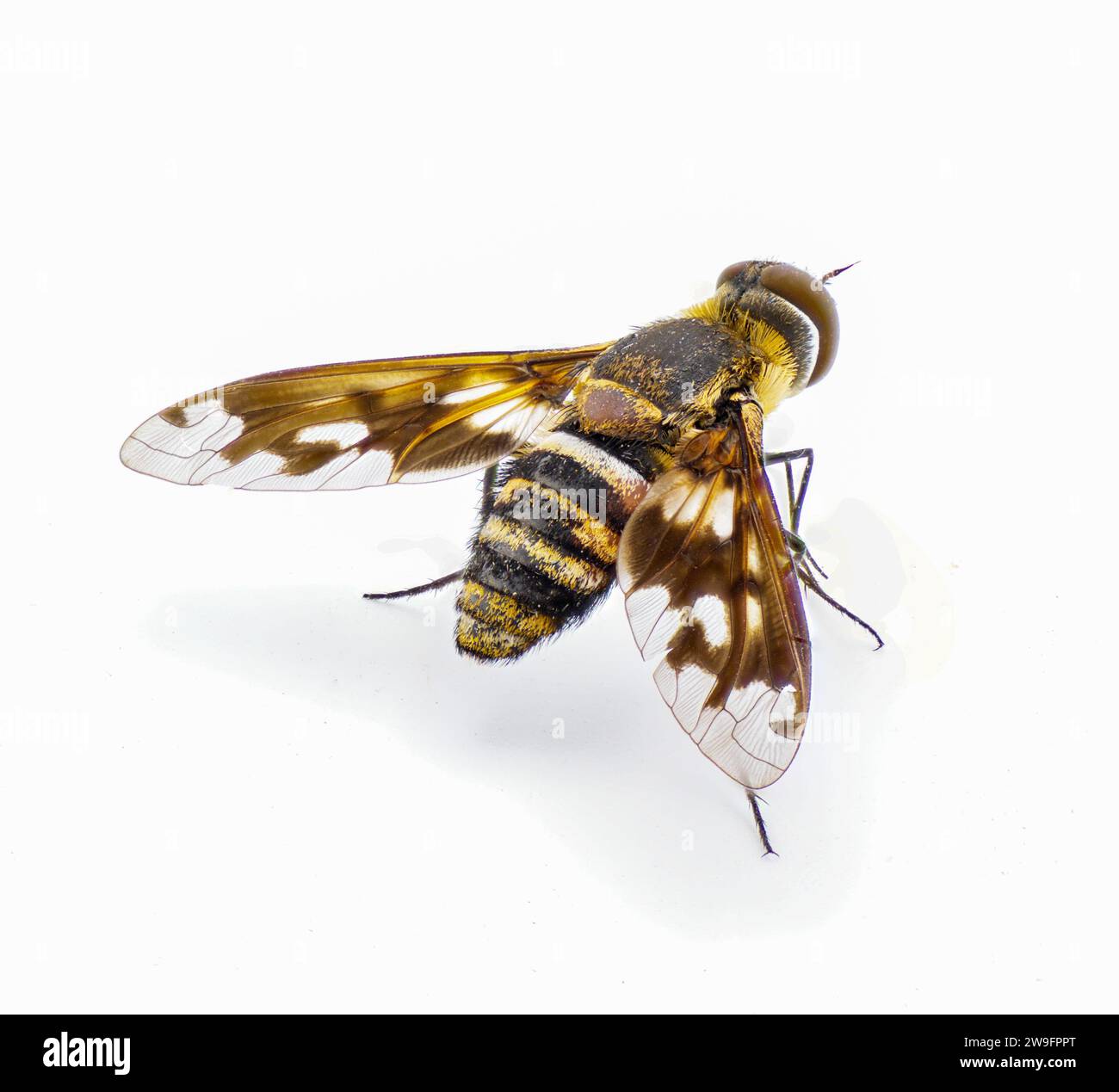 Lesser Bee Fly - Exoprosopa fascipennis - Florida version of common ...