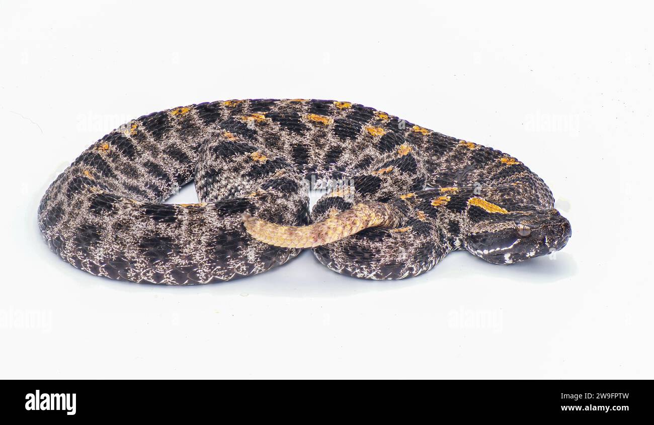 Dusky Pigmy or Pygmy Rattlesnake - Sisturus miliarius barbouri - full ...
