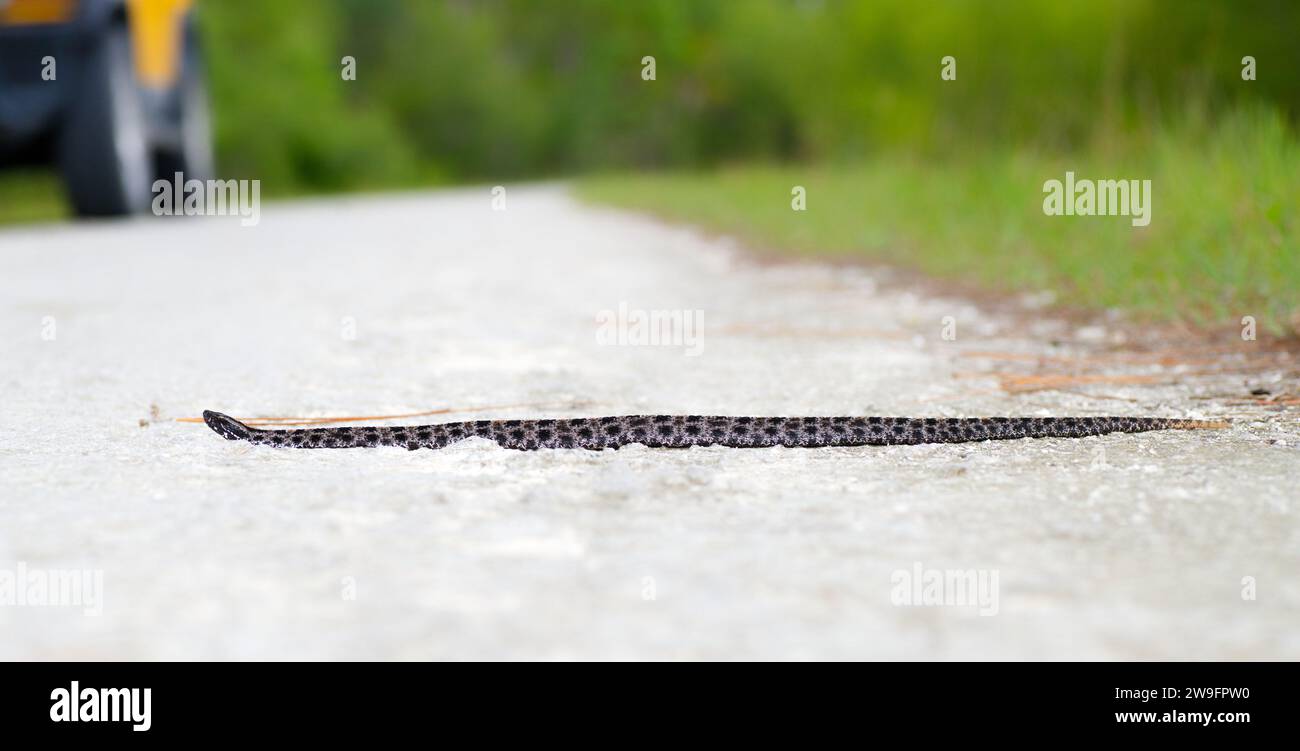 Beautiful dusky Pygmy or pigmy rattler or rattlesnake - Sistrurus ...