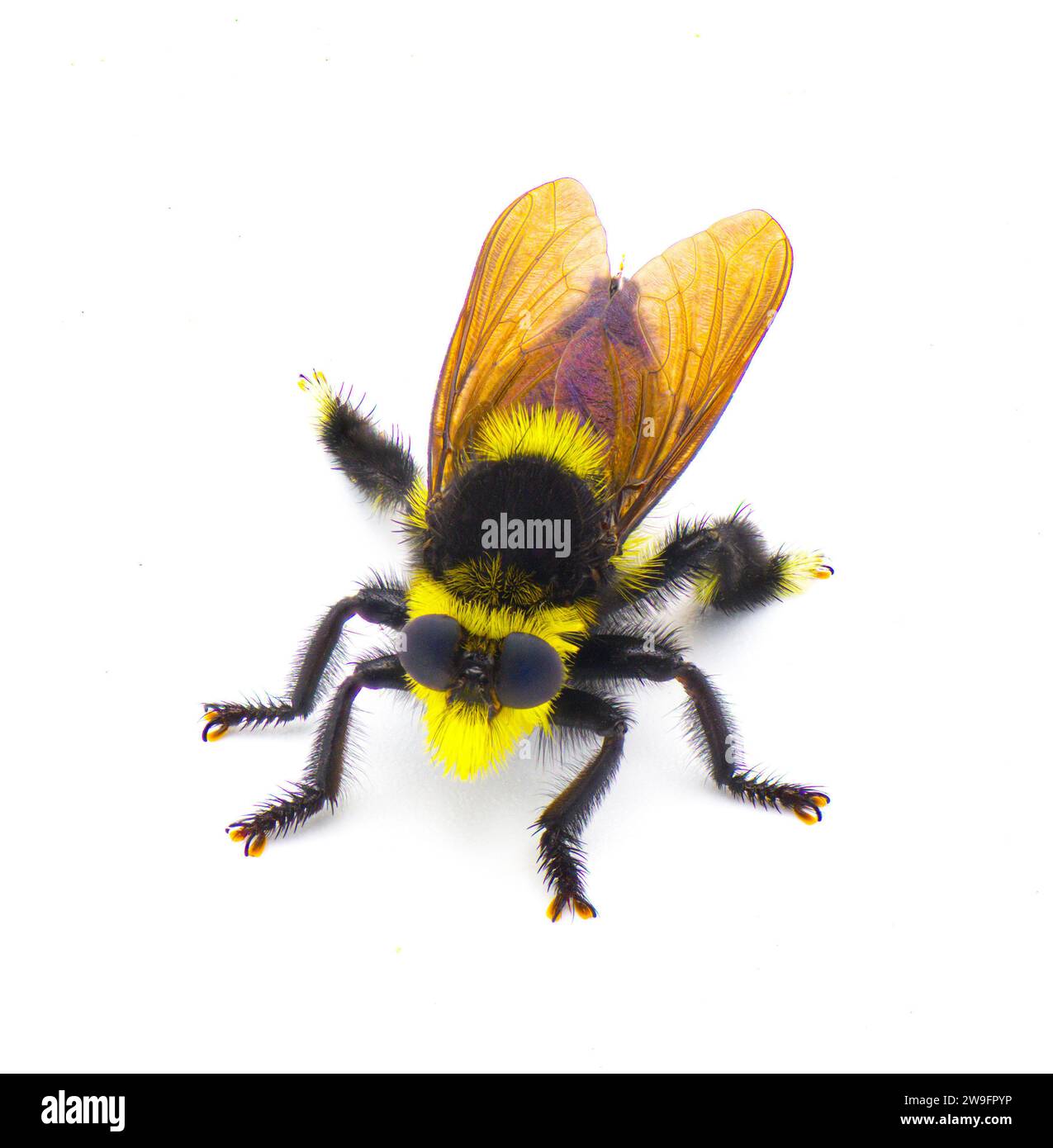 Beautiful southern bee killer robber fly - Mallophora orcina - large ...