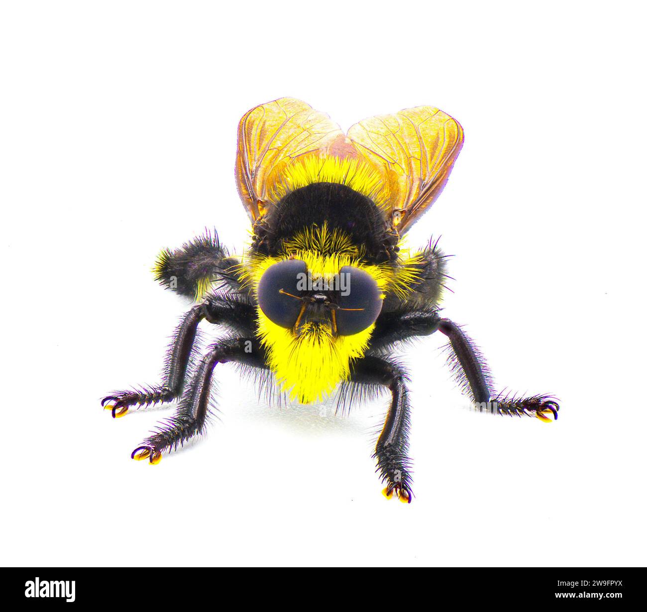 Beautiful southern bee killer robber fly - Mallophora orcina - large ...