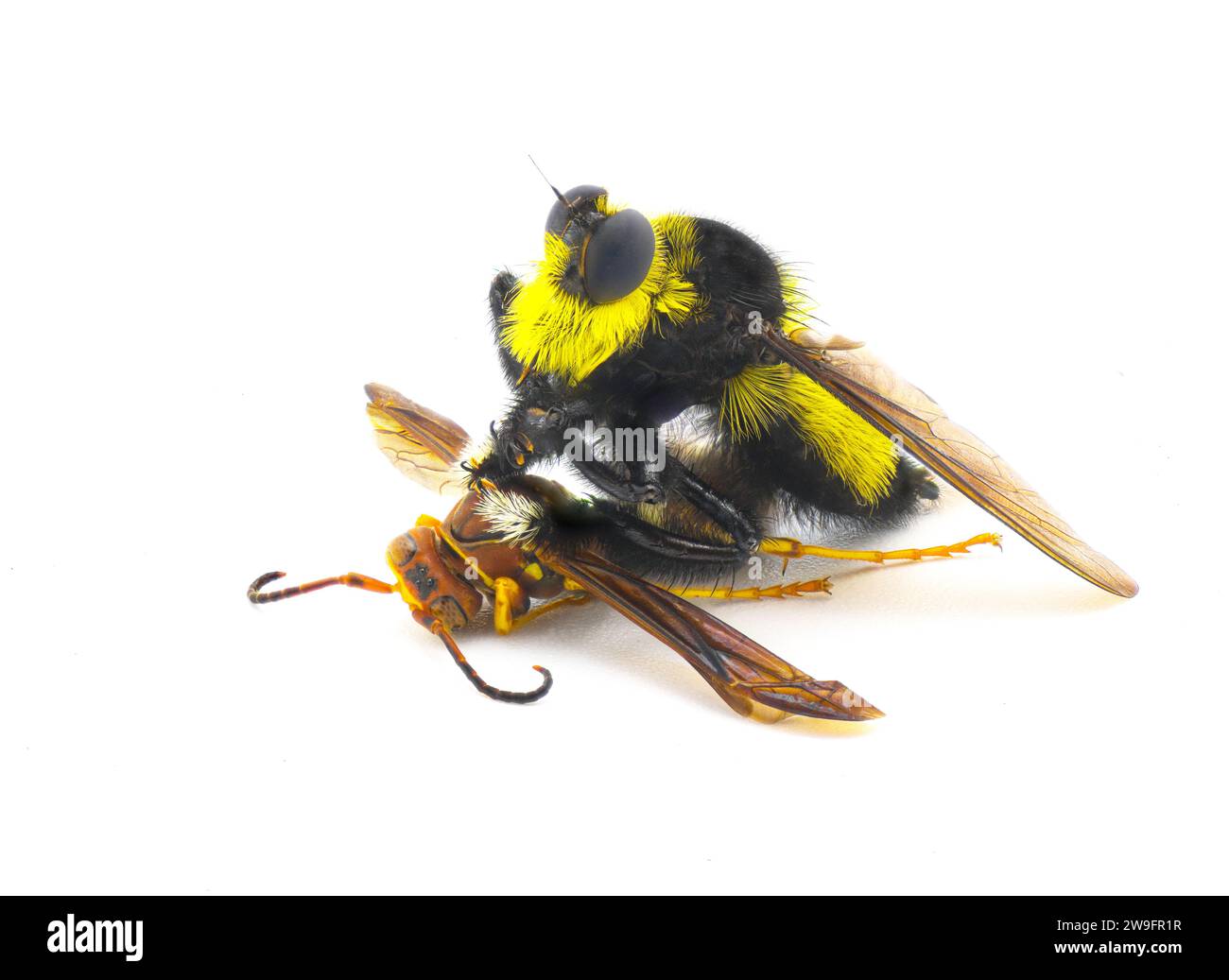 Bee killer robber fly on top of a paper wasp. Southern bee killer ...