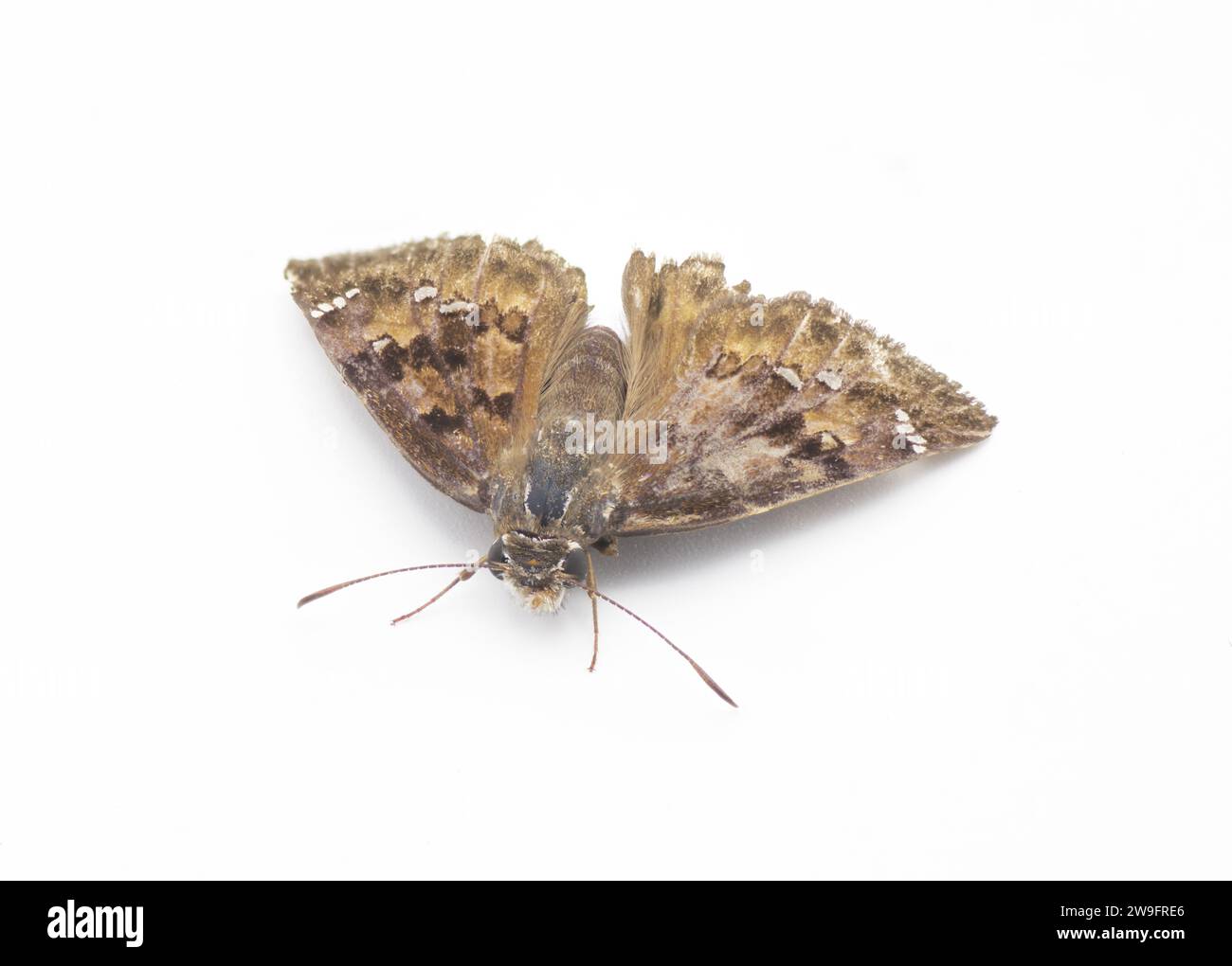 Wildlife tips Cut Out Stock Images & Pictures - Alamy