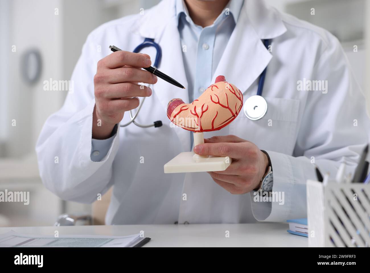 Gastroenterologist showing human stomach model at table in clinic ...