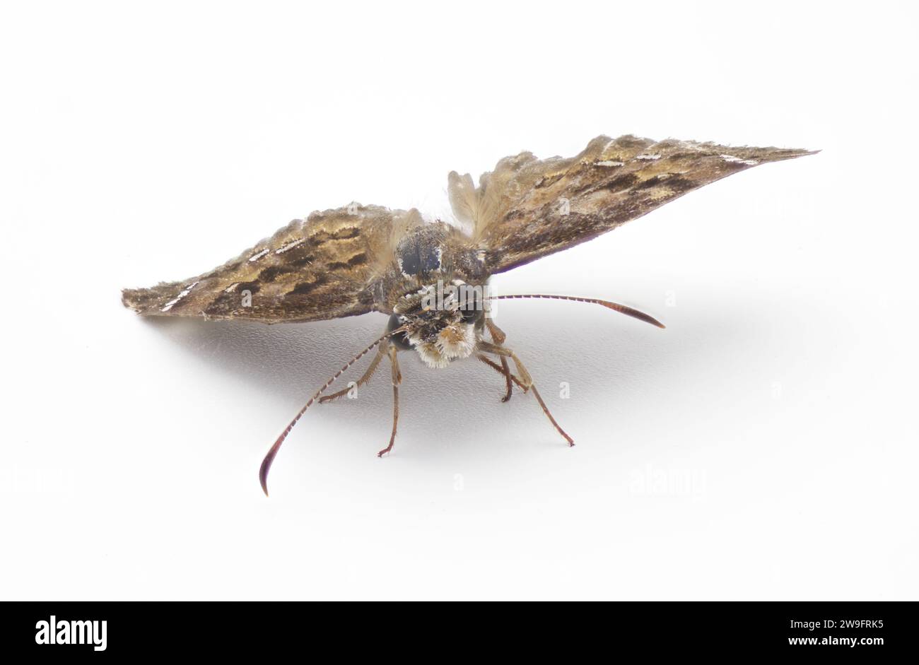 Wildlife tips Cut Out Stock Images & Pictures - Alamy