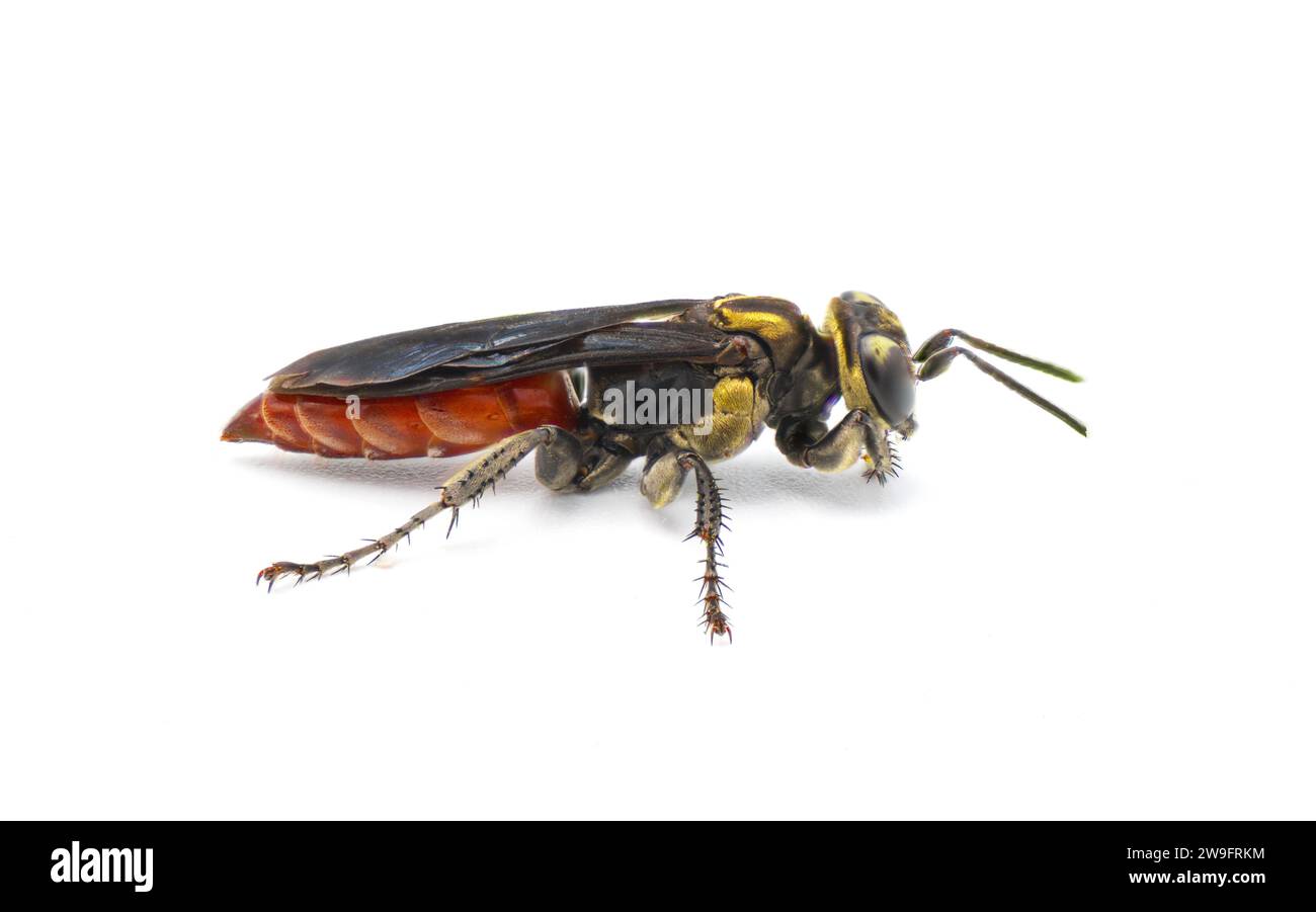 Larra bicolor is a parasitoid wasp native to South America. It was ...