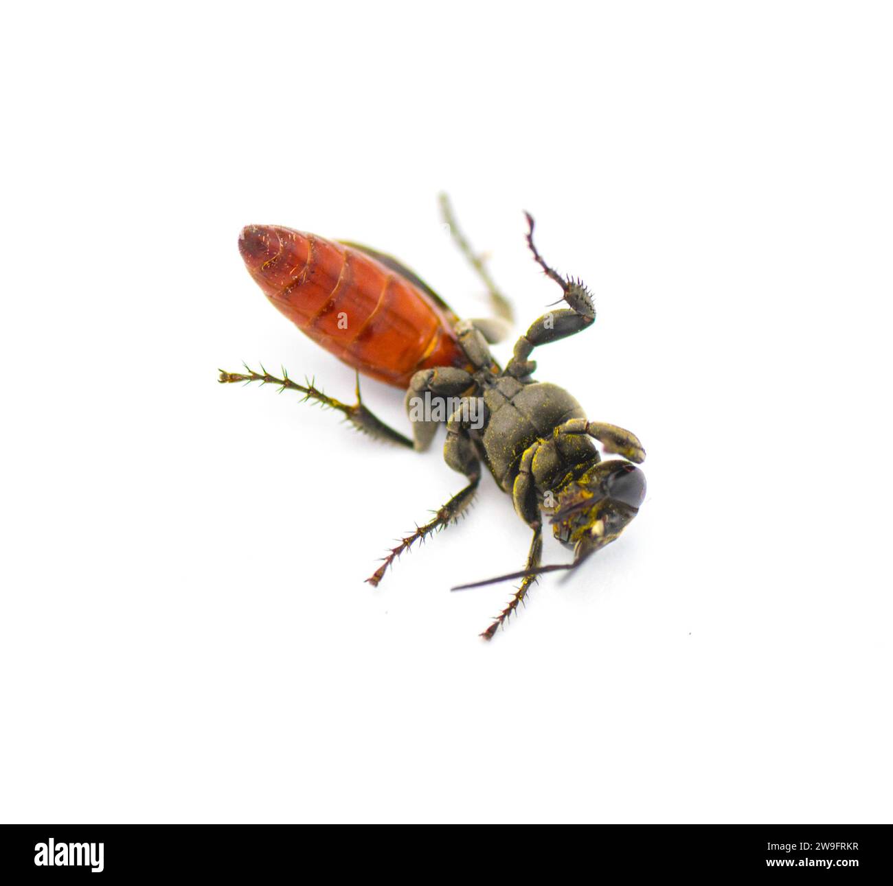 Larra bicolor is a parasitoid wasp native to South America. It was ...