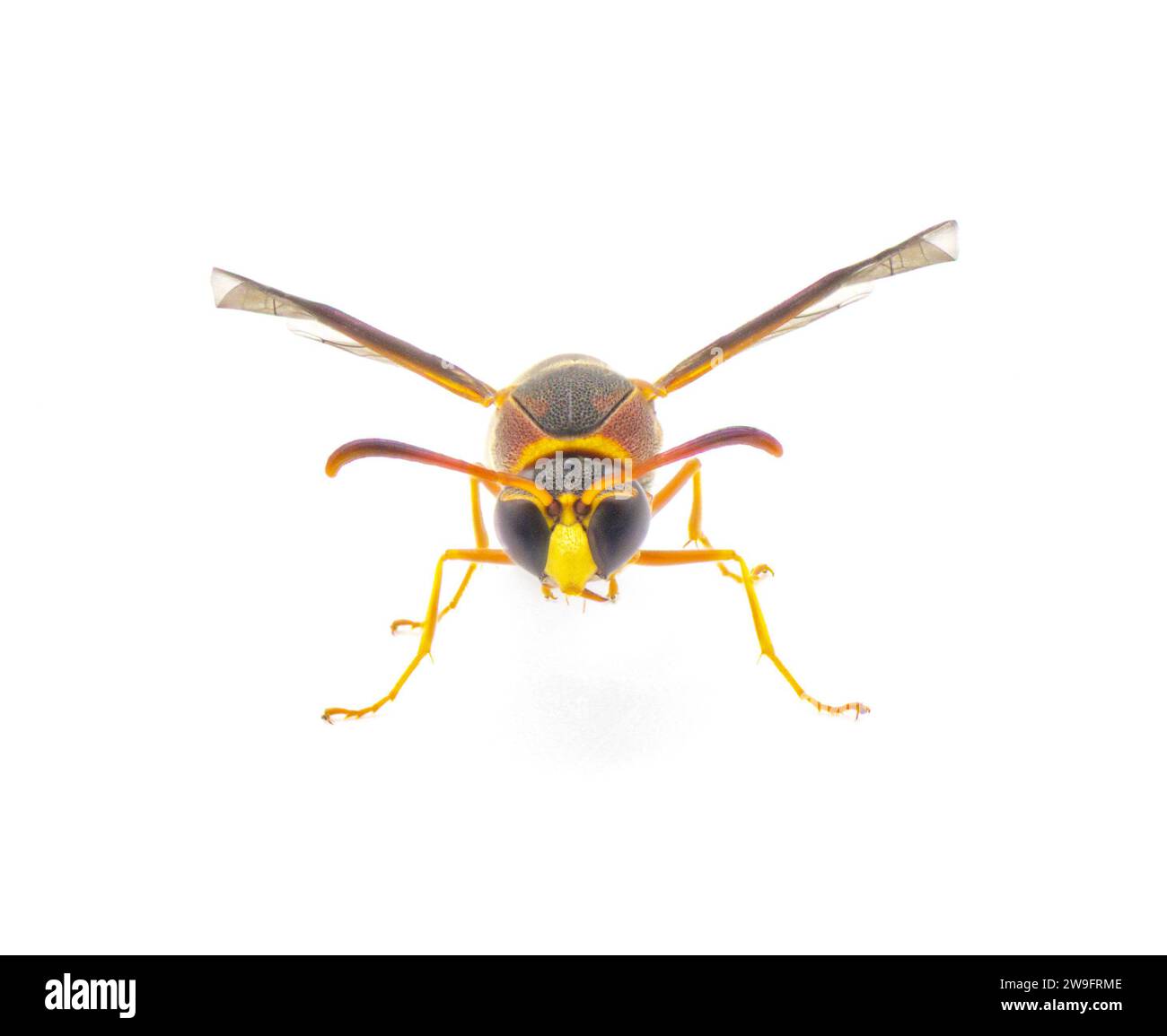 Smiths potter wasp - Eumenes smithii - isolated on white background ...