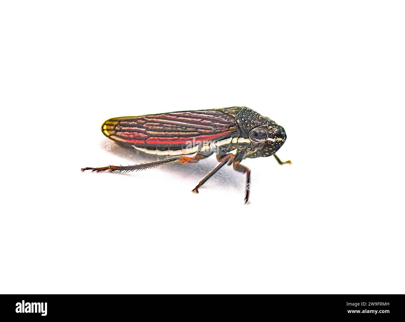 Cuerna costalis - Lateral lined Sharpshooter is a species of ...