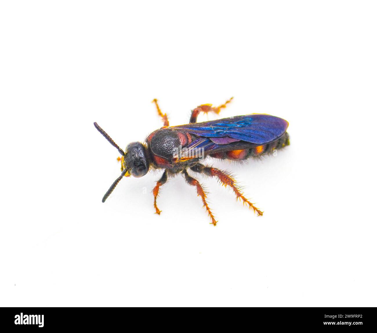 Scolia nobilitata - Noble Scoliid Wasp - with light yellow orange red ...