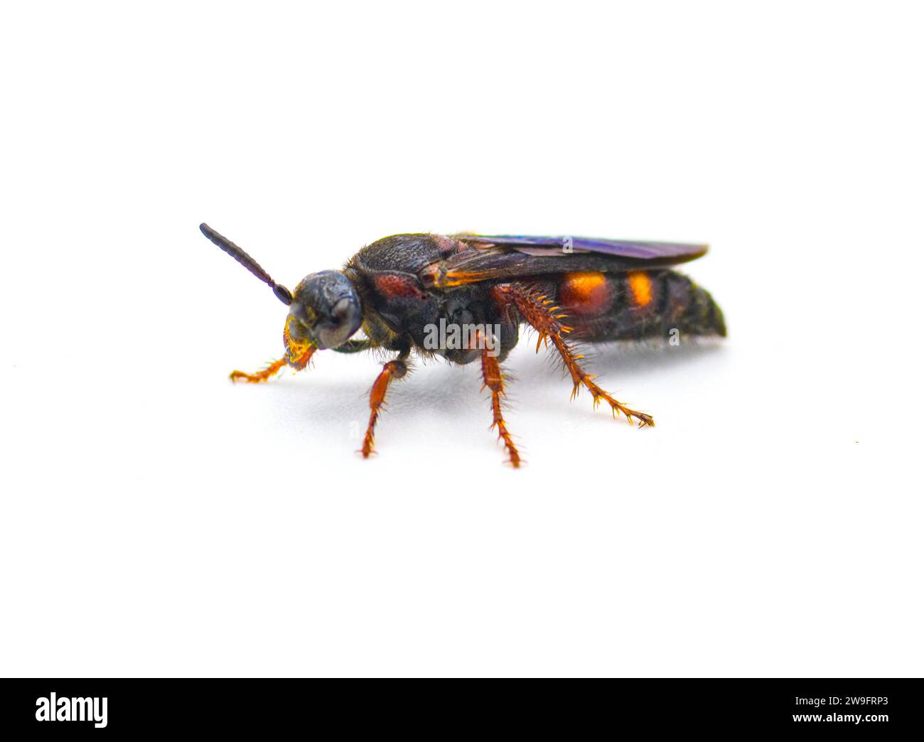 Noble scoliid wasp hi-res stock photography and images - Alamy