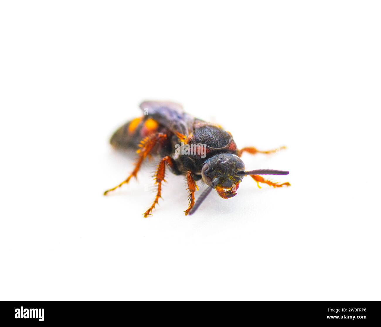 Scolia nobilitata - Noble Scoliid Wasp - with light yellow orange red ...