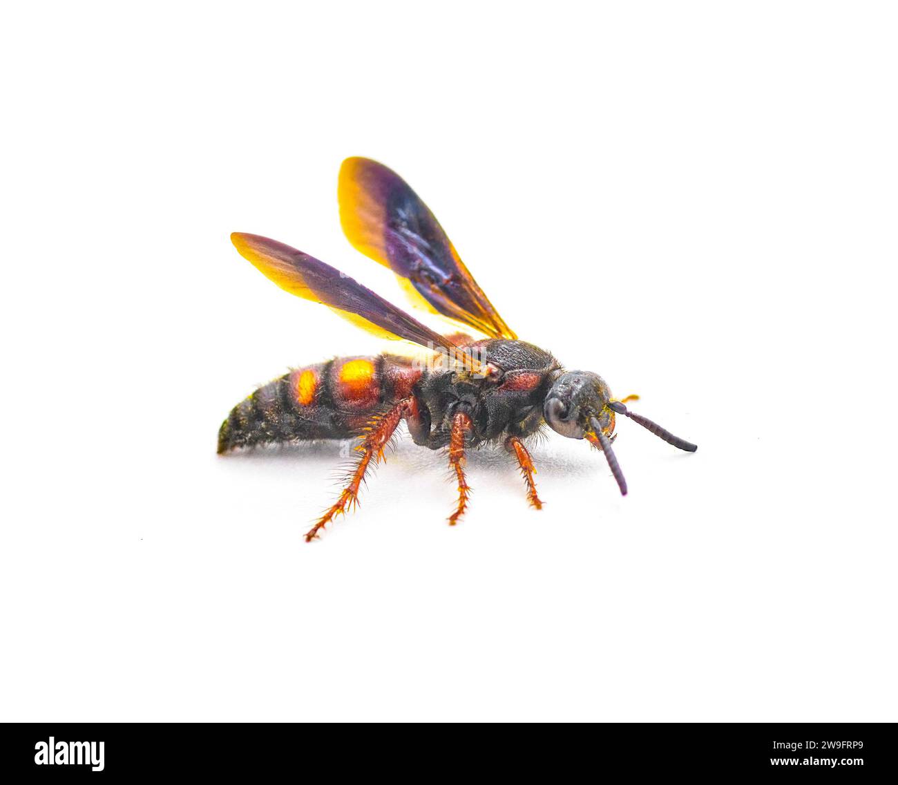 Scolia nobilitata - Noble Scoliid Wasp - with light yellow orange red ...