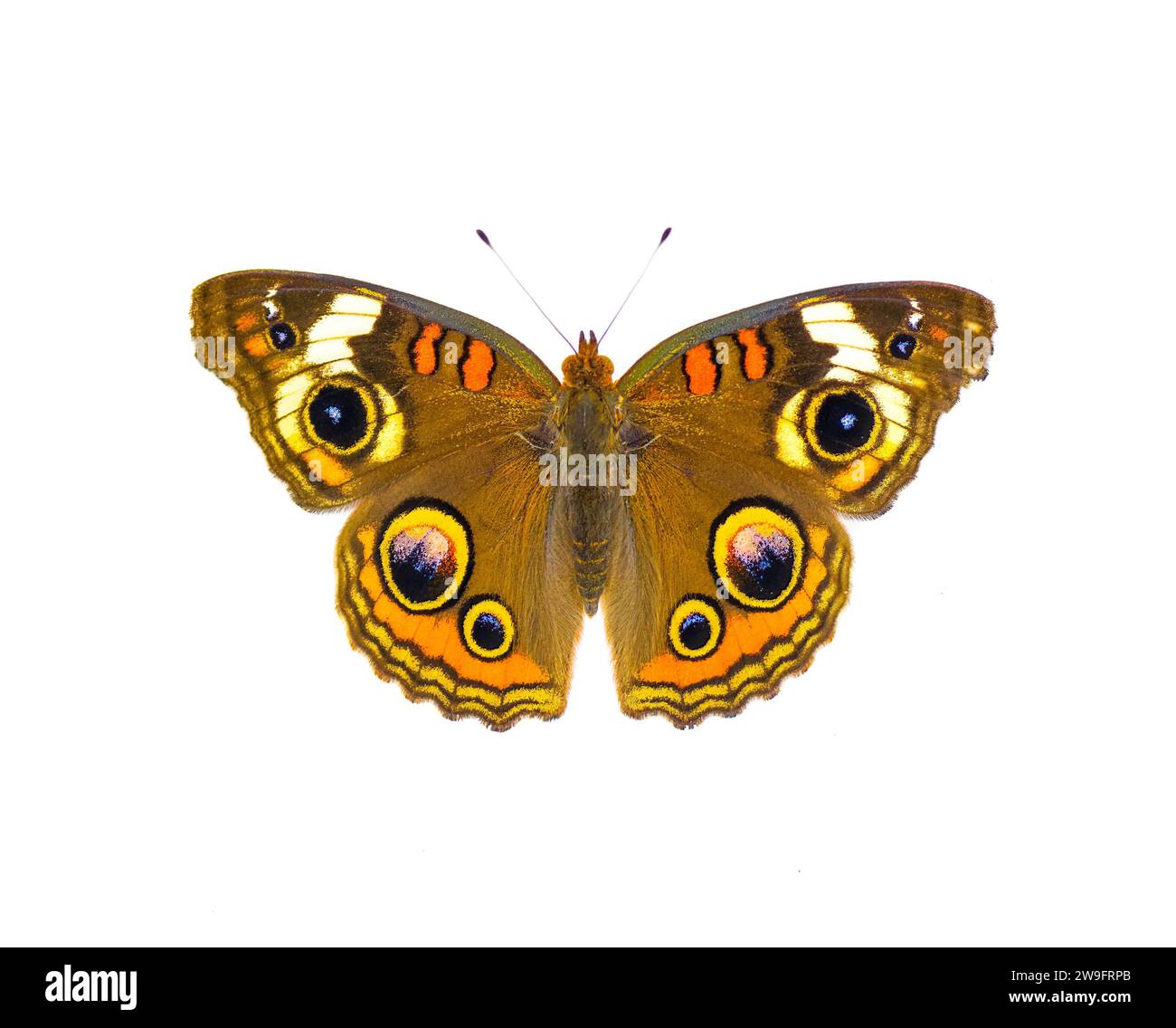 Common buckeye butterfly - Junonia coenia - isolated on white ...