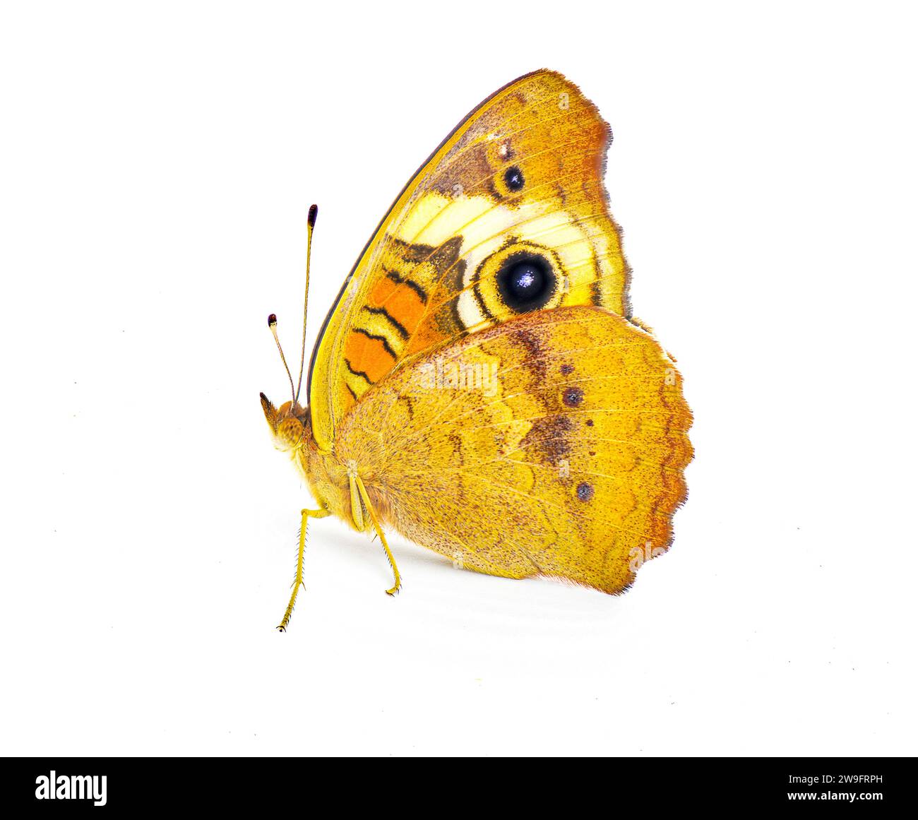 Common buckeye butterfly - Junonia coenia - isolated on white ...