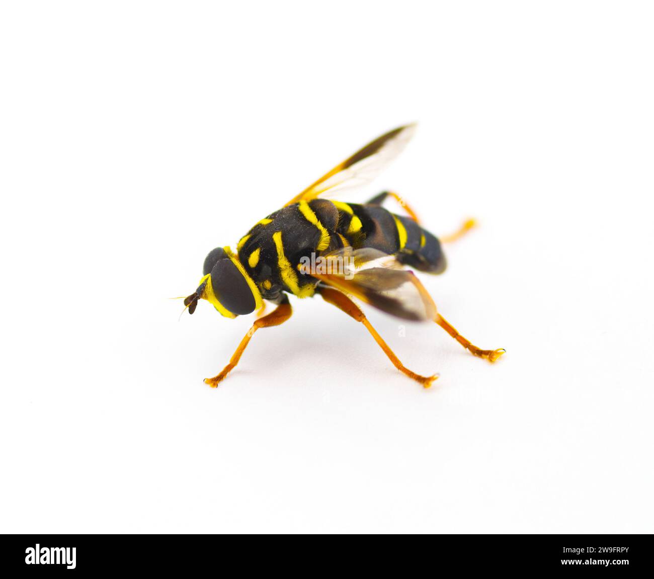 flower, hover, Syrphid or drone fly - Carolinian Elegant - Meromacrus ...
