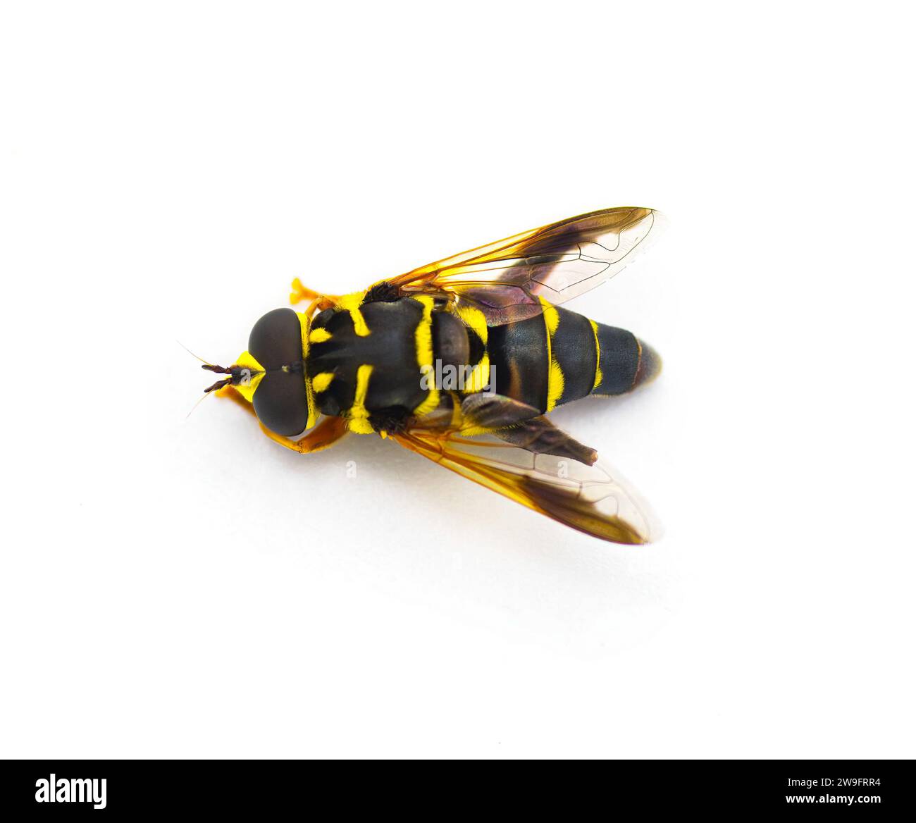 flower, hover, Syrphid or drone fly - Carolinian Elegant - Meromacrus ...
