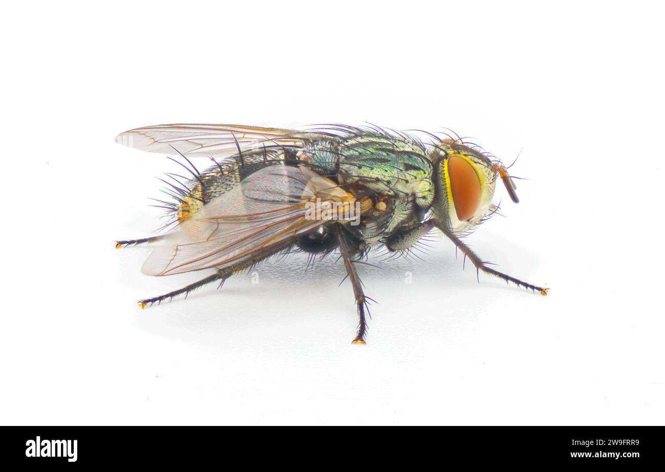 Patter in nature Cut Out Stock Images & Pictures - Alamy